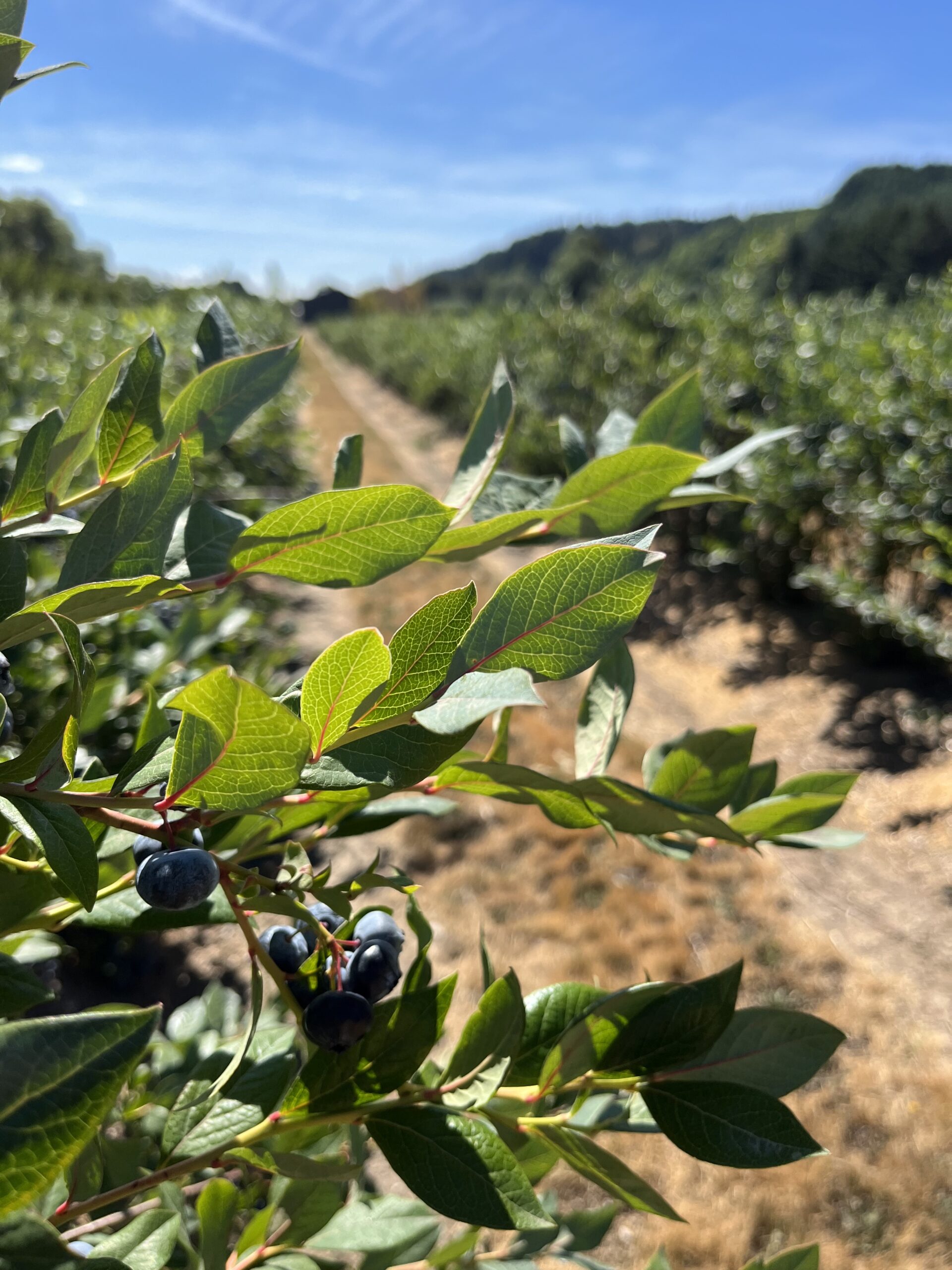 Public Coast Brewing's Fantastic Farm - Astoria Beer Zone